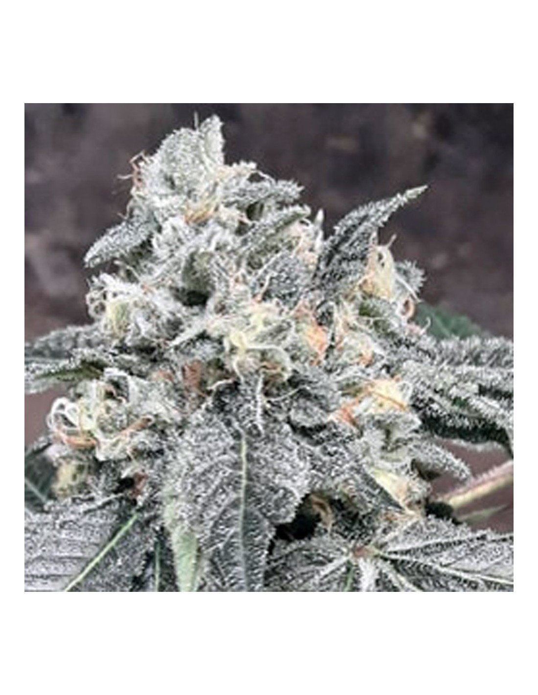 Buy Katsu Bluebird Seeds at Best Prices - Oaseeds