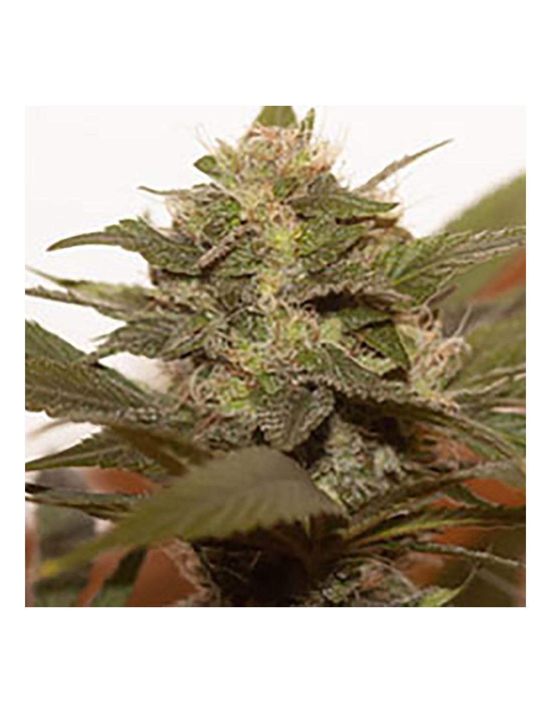 Buy Katsu Bluebird Seeds at Best Prices - Oaseeds