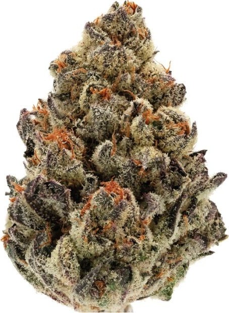 Buy Your Growers Choice Seeds at the Best Price at Oaseeds