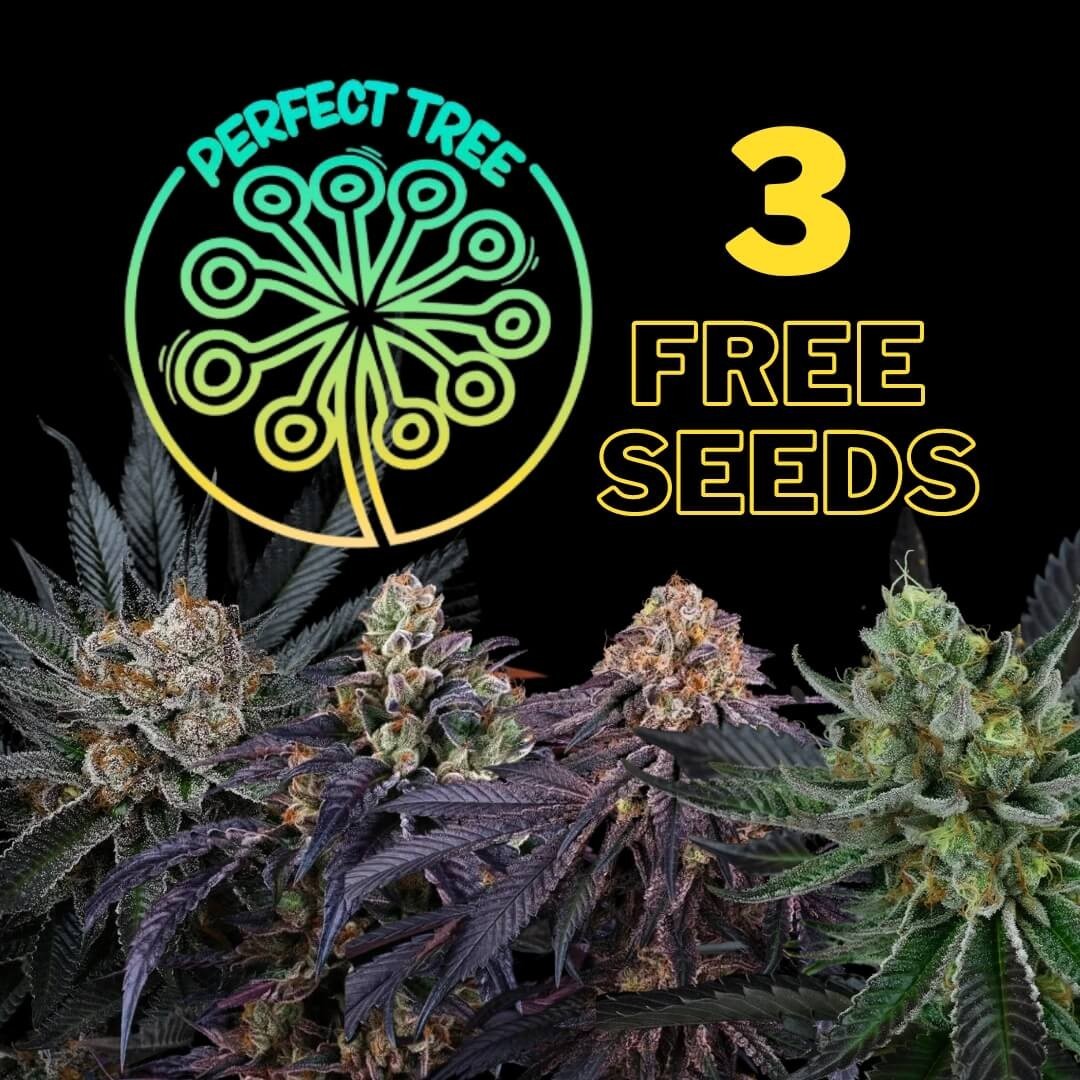 3 FREE Perfect Tree Seeds Marijuana Seeds | Up To 30% Off