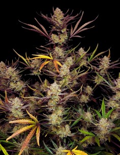 Fastbuds Seeds: The Best Autoflowering Cannabis Seedbank!