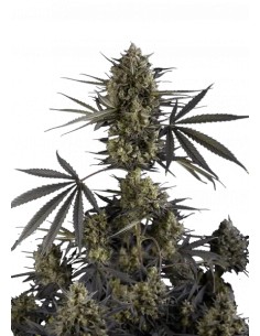 Fastbuds Seeds: The Best Autoflowering Cannabis Seedbank!