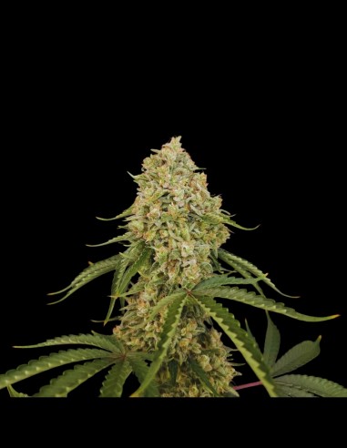 Tropical Fruit Cake (Paradise Seeds) 🍰 Sabor delicioso