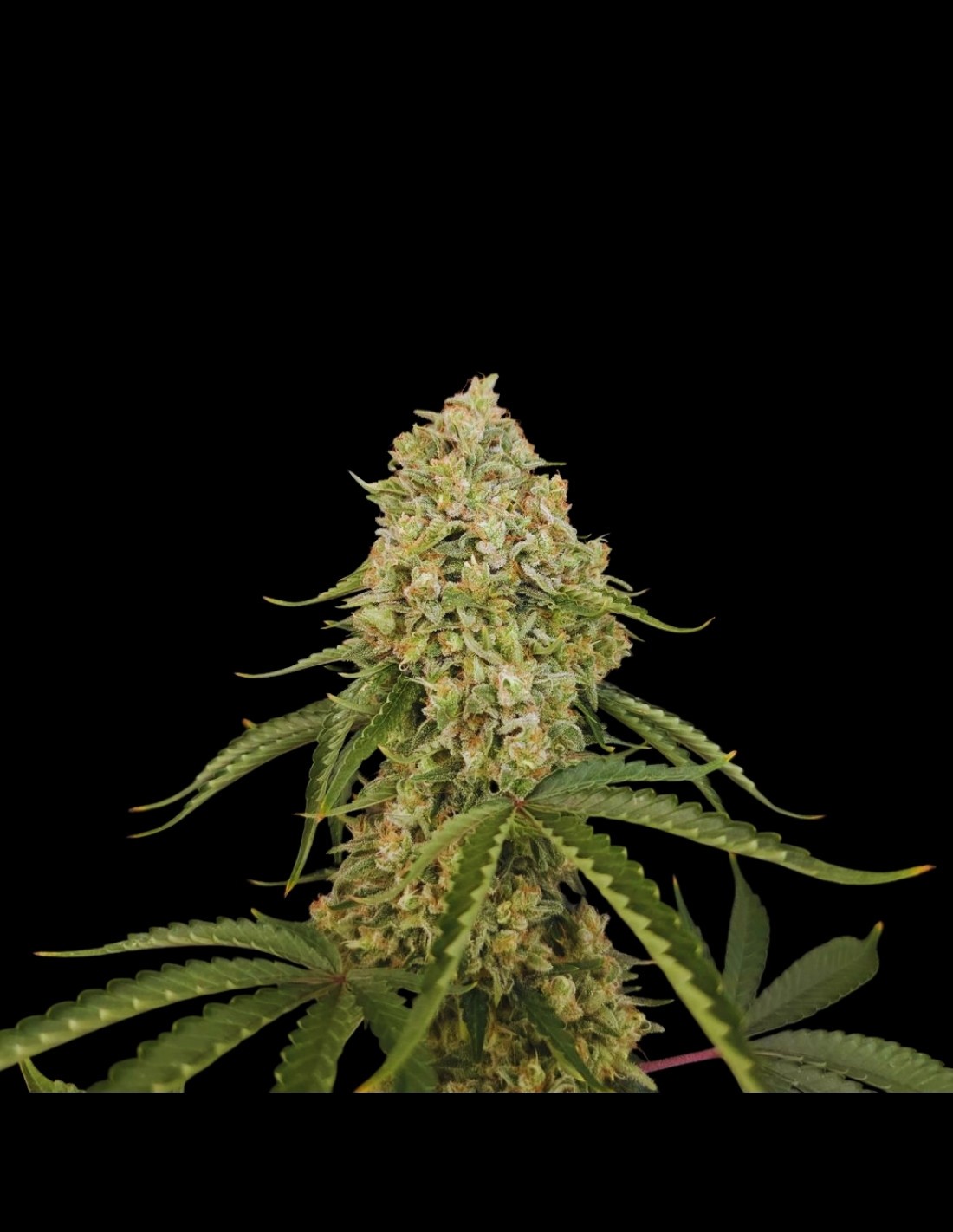 Tropical Fruit Cake (Paradise Seeds) 🍰 Sabor delicioso