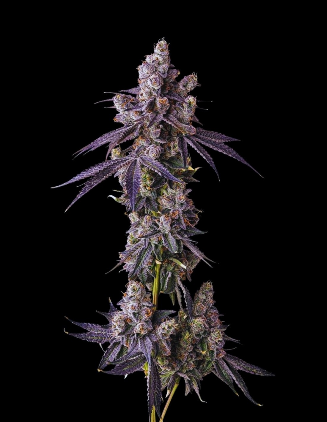 Mora Azul (Compound Genetics) 🫐 Colpo di gas ai mirtilli