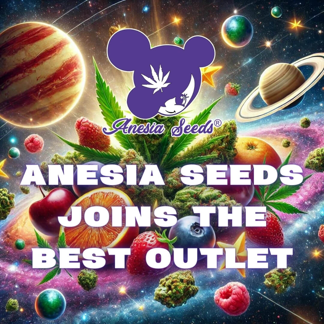 Buy Cannabis Seeds | Marijuana Seed Bank Since 2013 - Oaseeds
